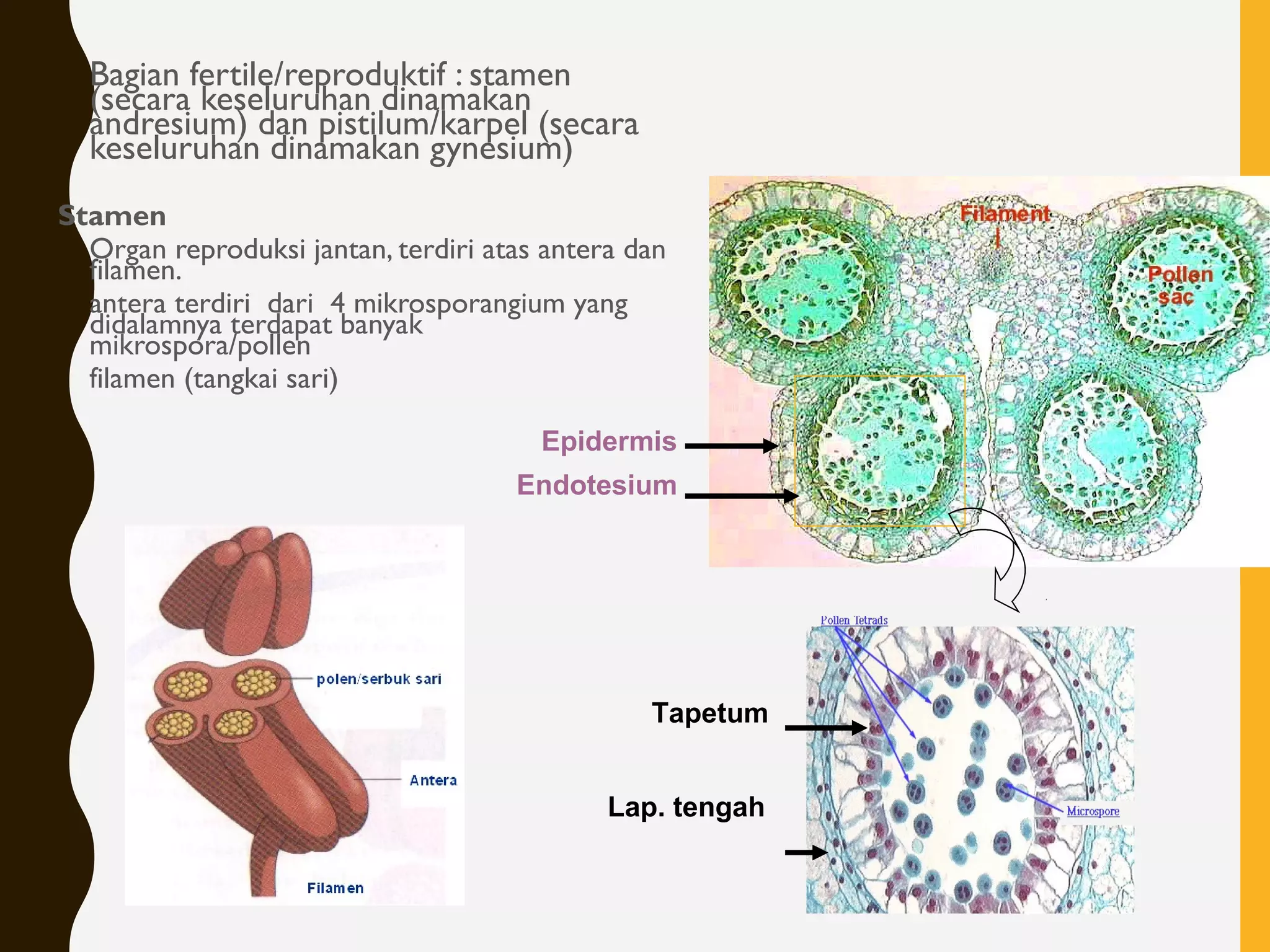 Anatomi bunga,buah, biji | PPT