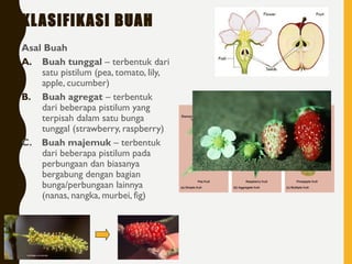 Anatomi bunga,buah, biji | PPT