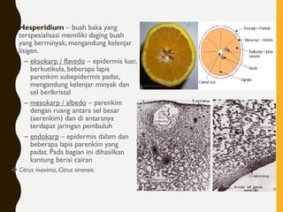 Anatomi bunga,buah, biji | PPT