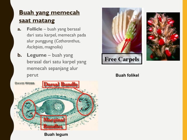 Anatomi bunga,buah, biji | PPT
