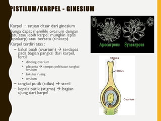 Anatomi bunga,buah, biji | PPT