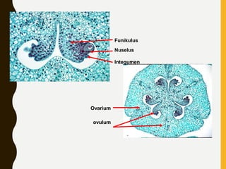 Anatomi bunga,buah, biji | PPT