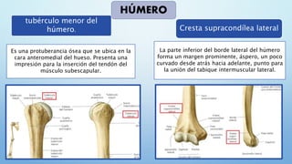 accidentes anatomicos sup | PPTX