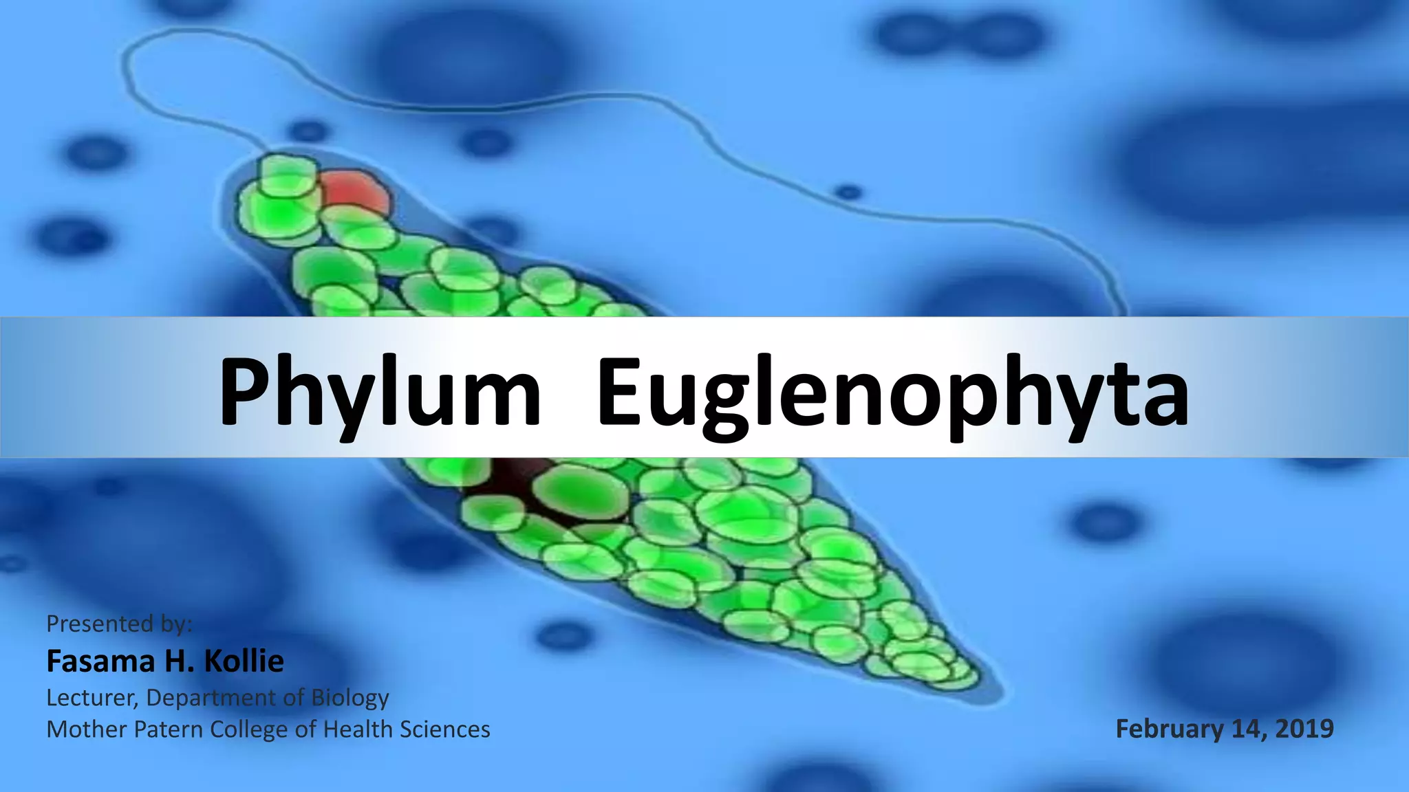 Phylum Euglenophyta (Euglena) | PPTX