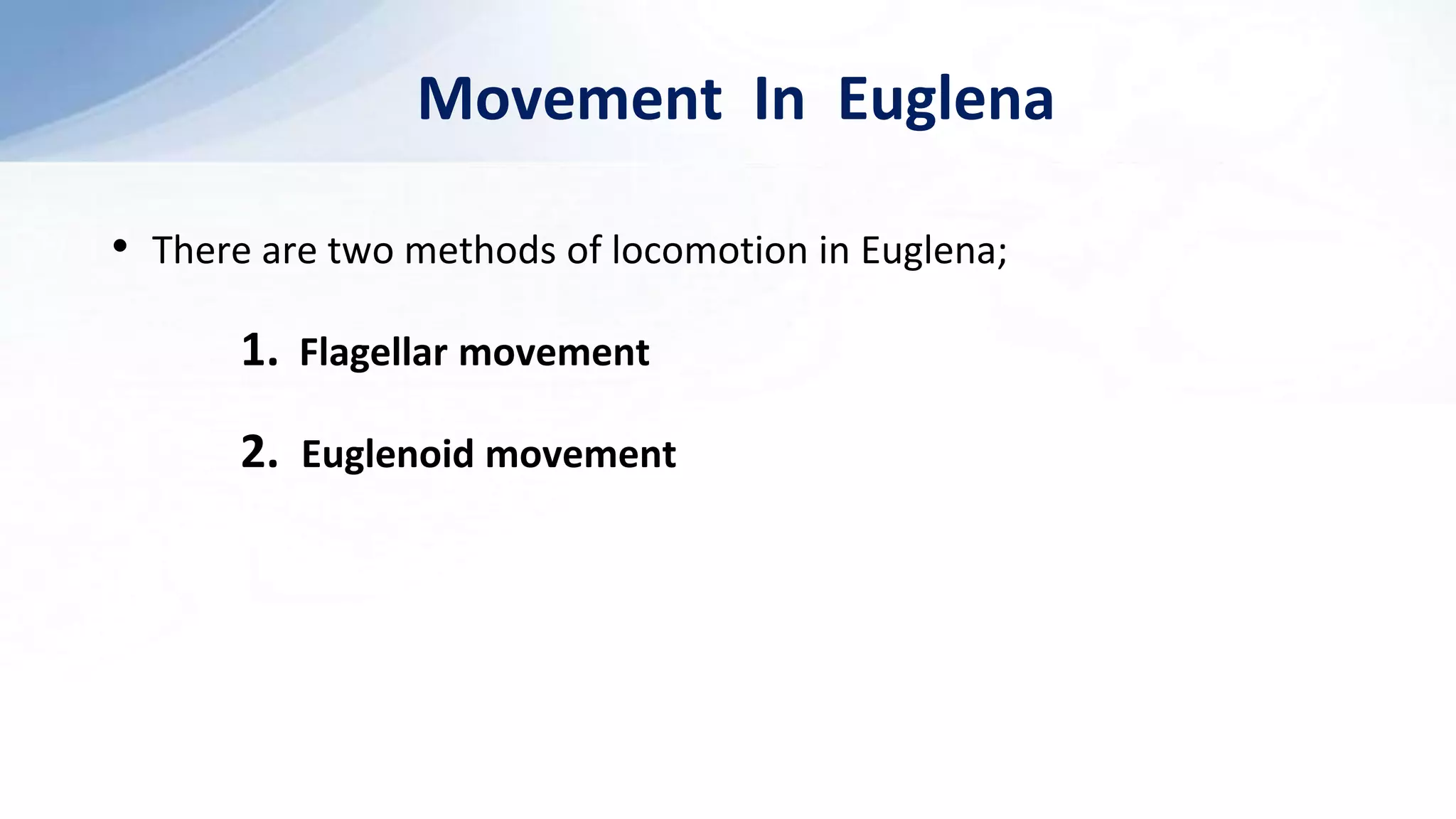 Phylum Euglenophyta (Euglena) | PPTX