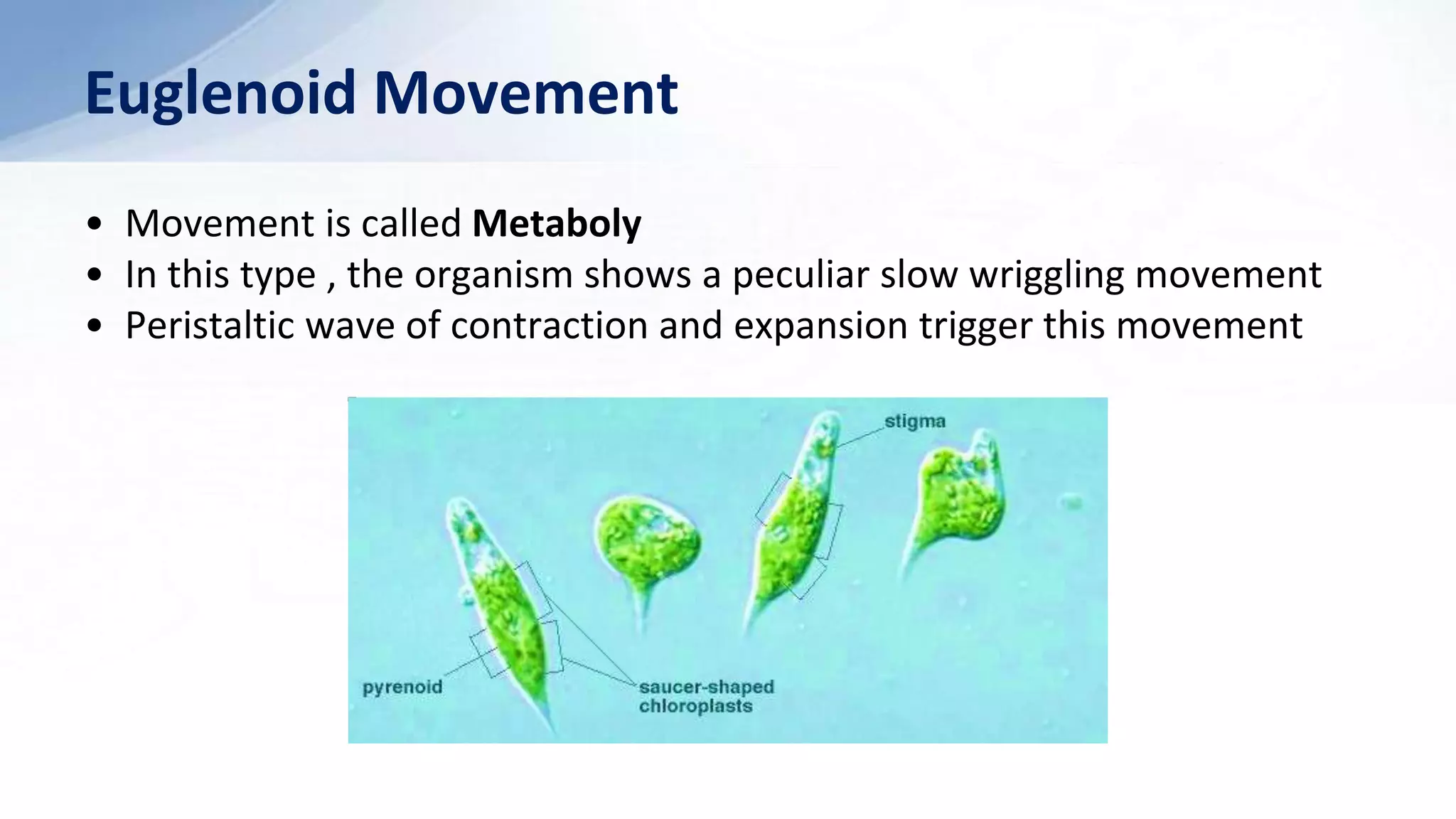 Phylum Euglenophyta (Euglena) | PPTX