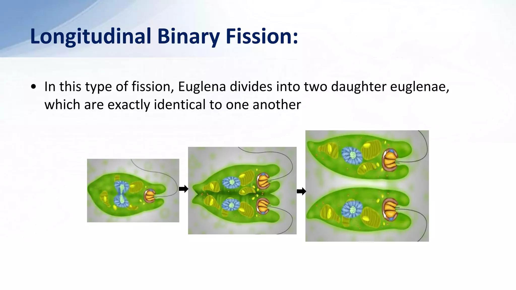 Phylum Euglenophyta (Euglena) | PPTX