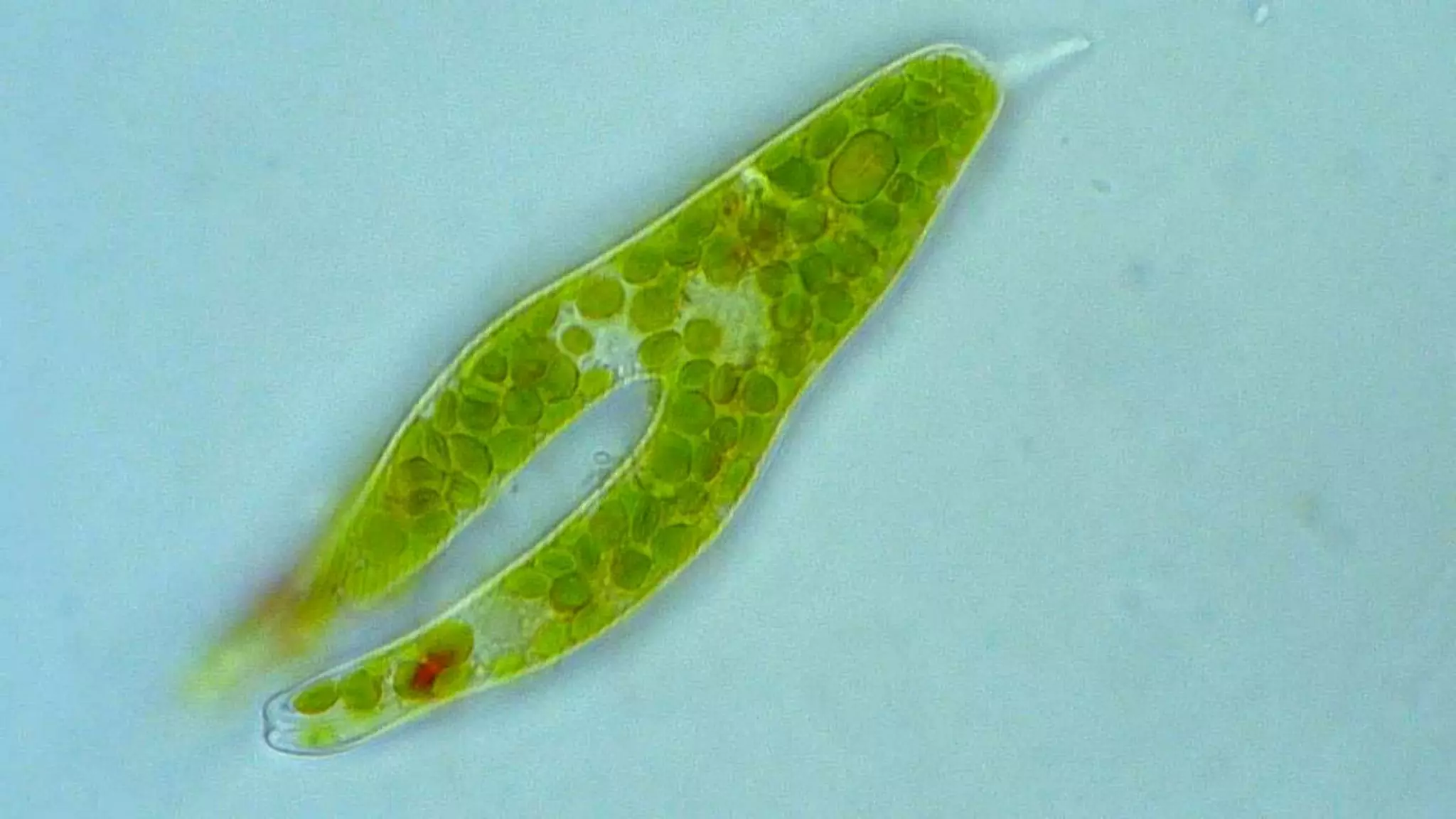 Phylum Euglenophyta (Euglena) | PPTX