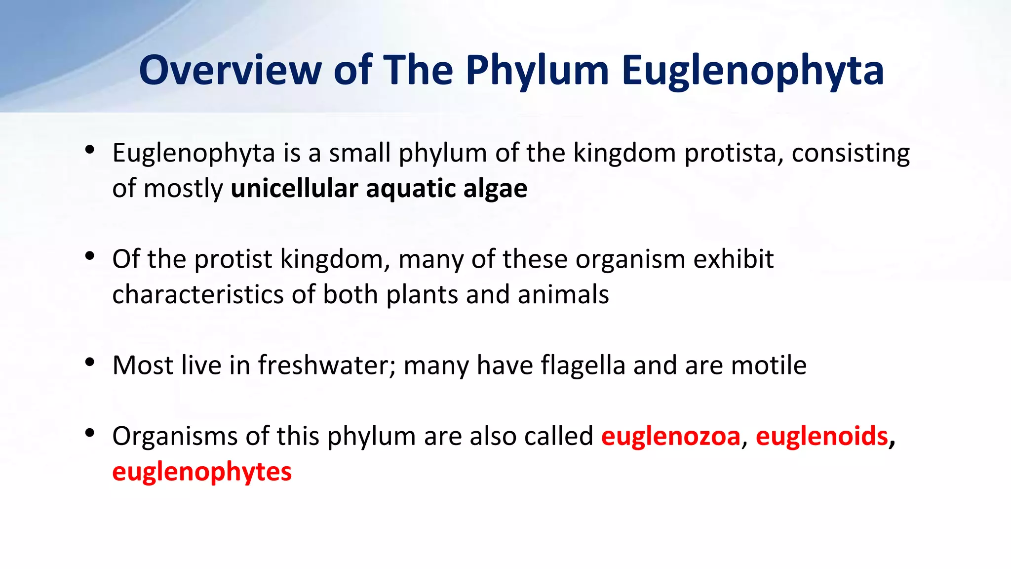 Phylum Euglenophyta (Euglena) | PPTX