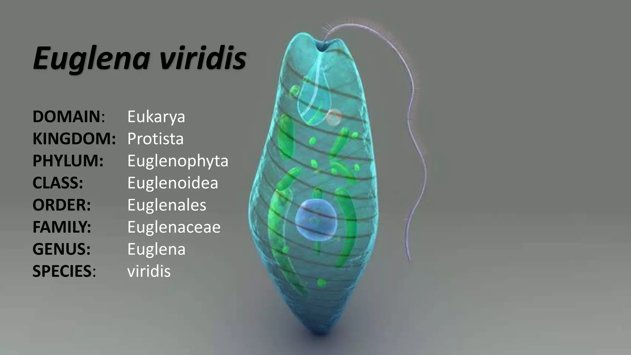 Phylum Euglenophyta (Euglena) | PPTX