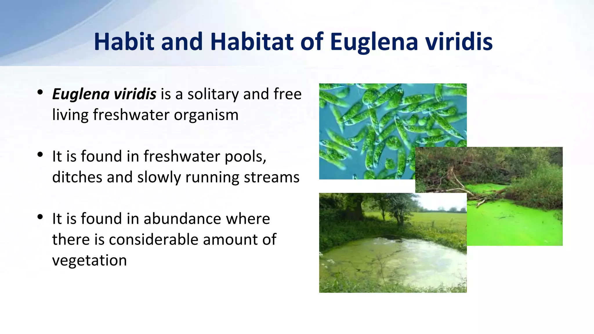 Phylum Euglenophyta (Euglena)