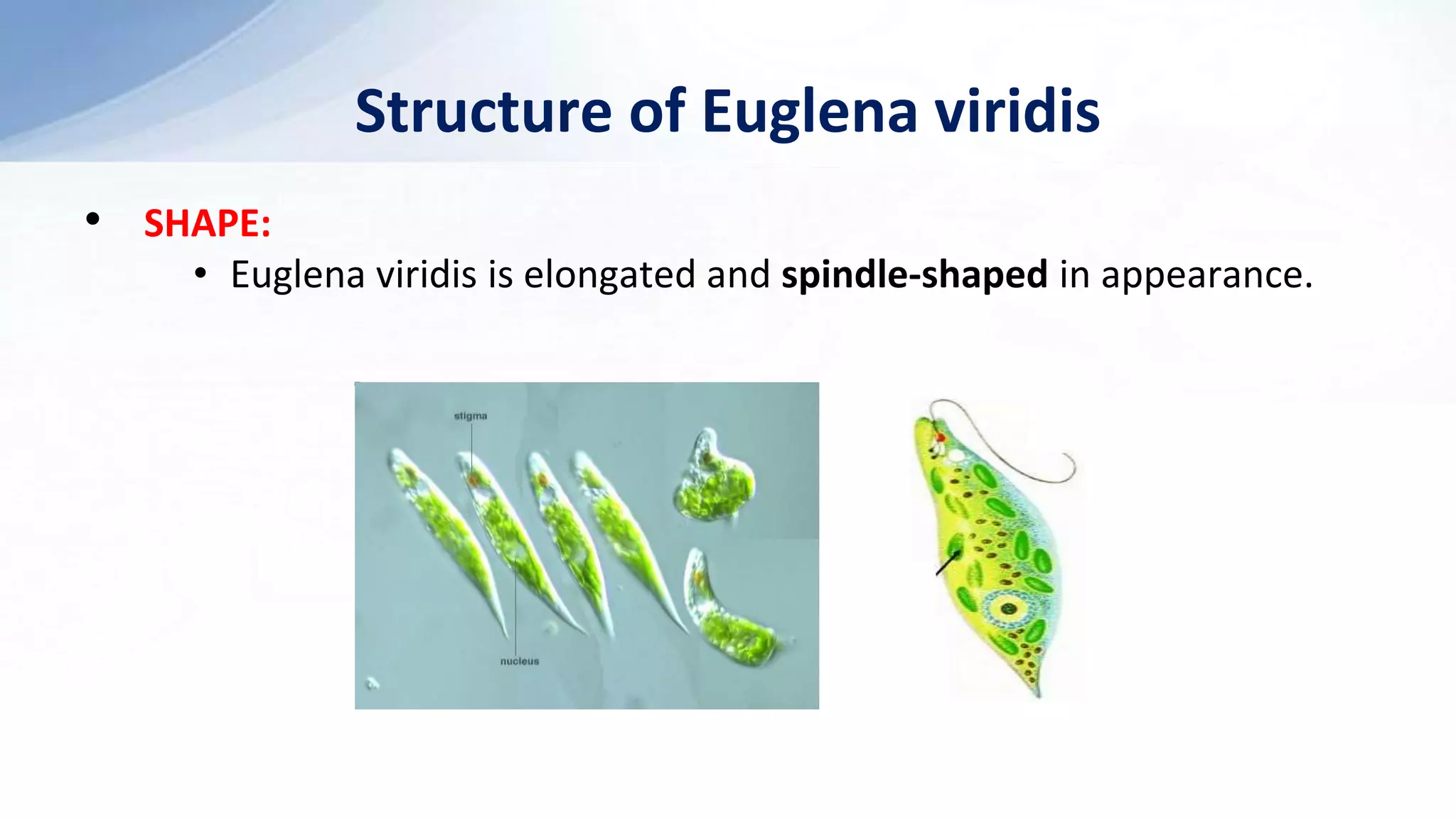 Phylum Euglenophyta (Euglena)