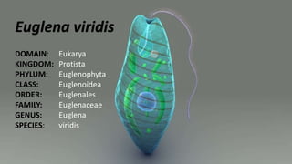 Phylum Euglenophyta (Euglena) | PPTX | Biological Sciences | Science