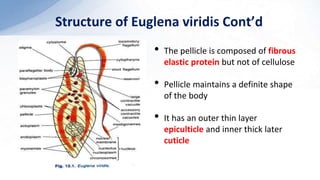 Euglenoids Structure