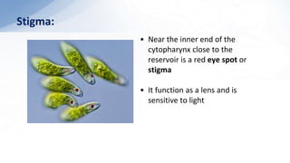 Phylum Euglenophyta (Euglena) | PPT