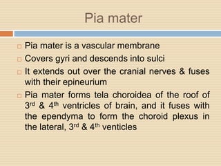Meninges of brain & spinal cord | PPTX