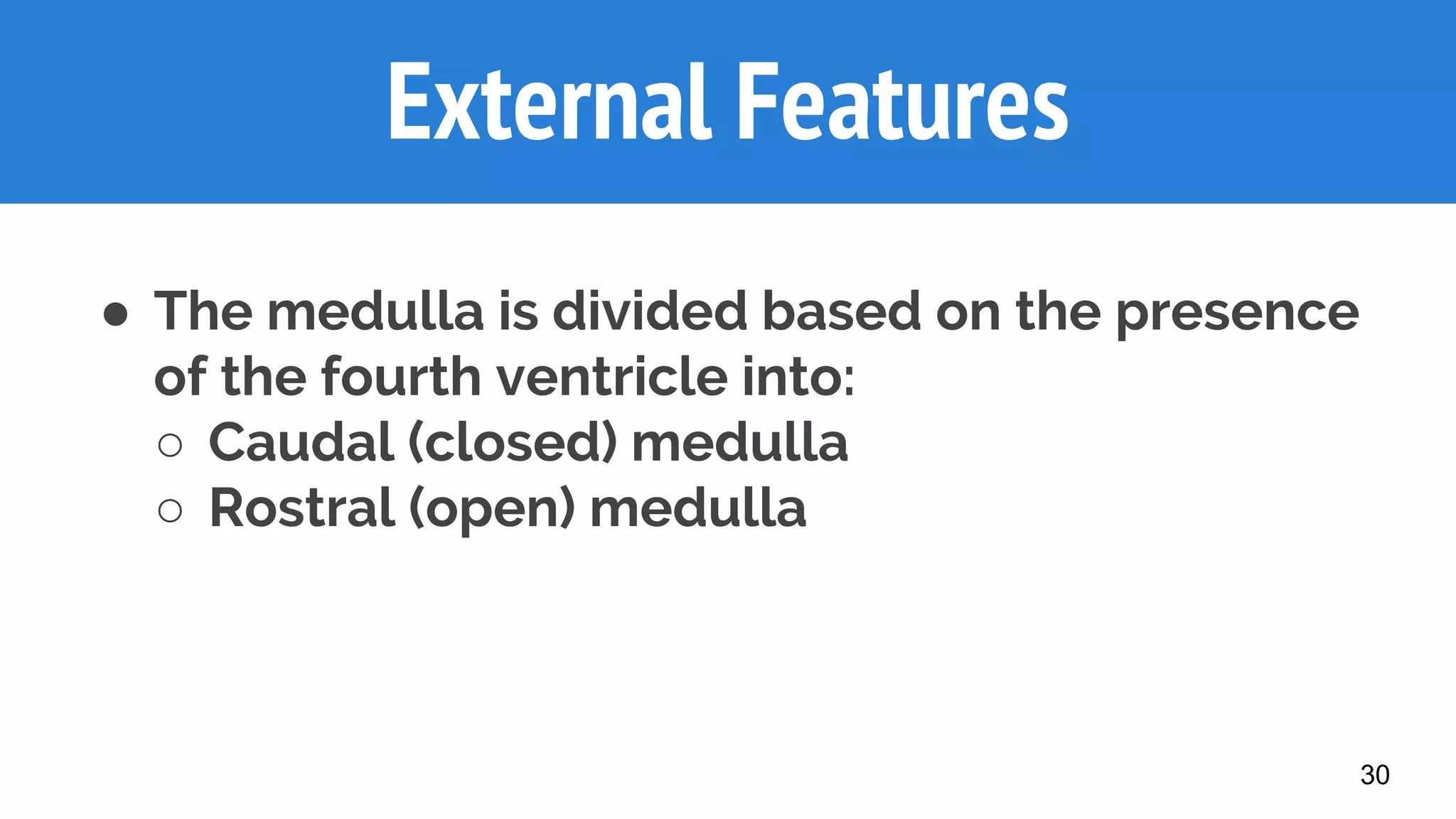 4. Brainstem (1): Overview & Medulla Oblongata | PDF