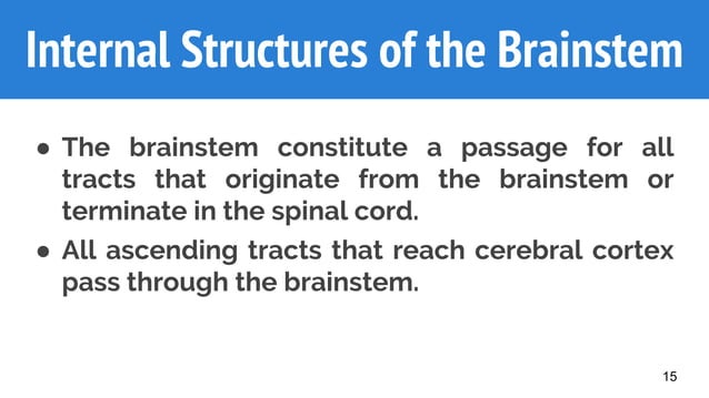4. Brainstem (1): Overview & Medulla Oblongata | PDF