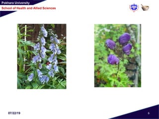 4. aconitum spicatum(bikh) | PPT