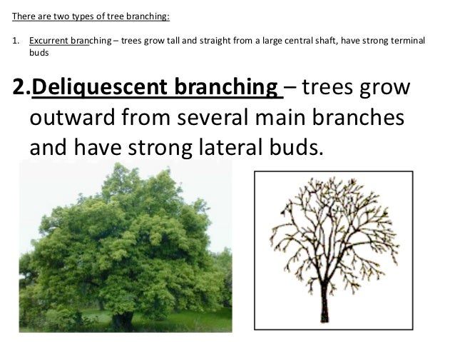 Biology Lessons 4.1and4.2