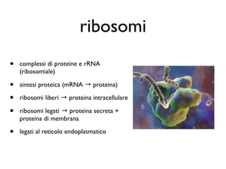 4.1 biologia cellulare fb (s4ita - bioita) | KEY | Chemistry | Science