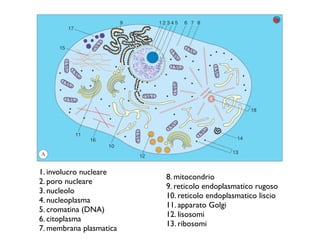 4.1 biologia cellulare fb (s4ita - bioita) | KEY