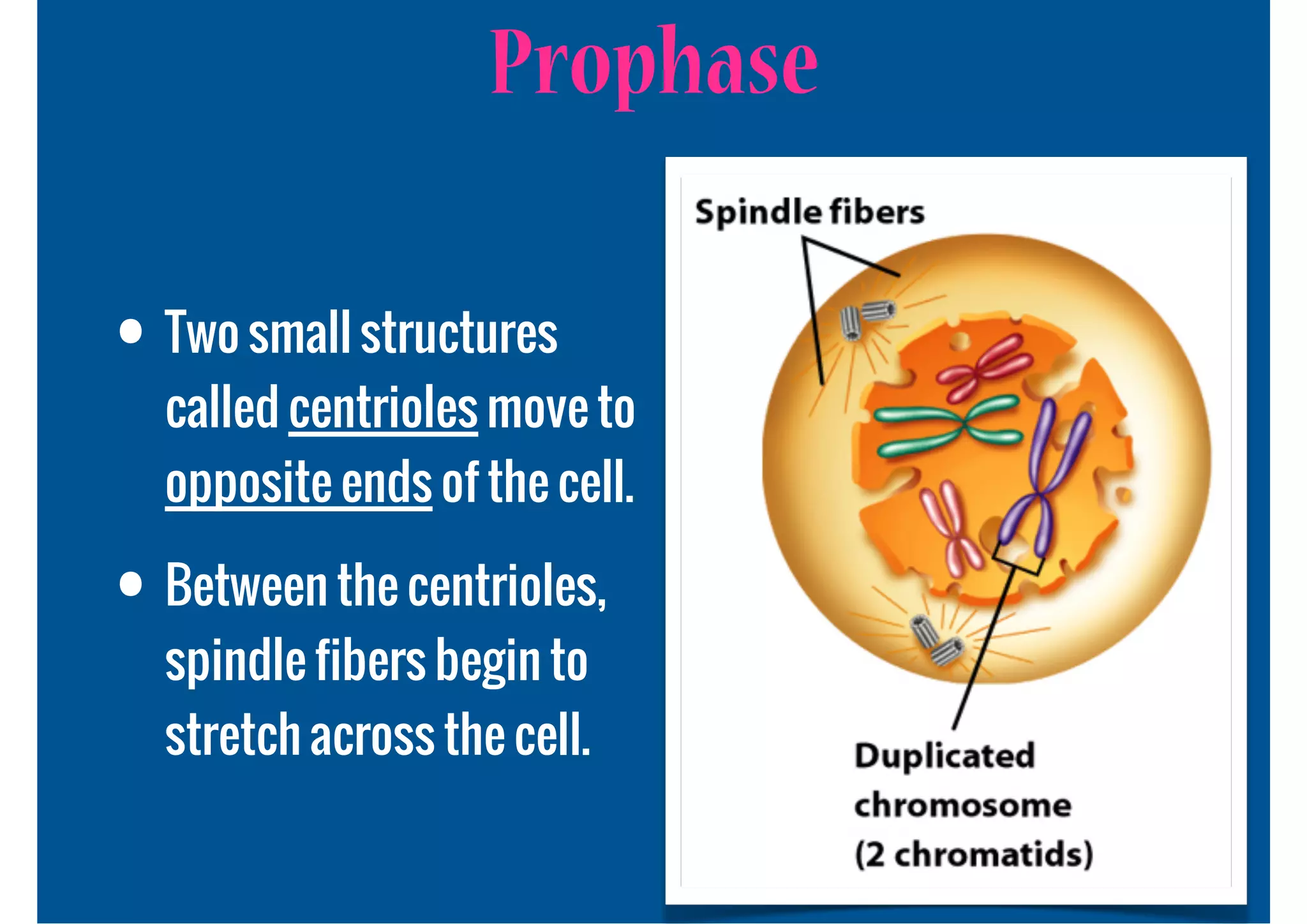 Cell Division and Mitosis (4.1) | PDF