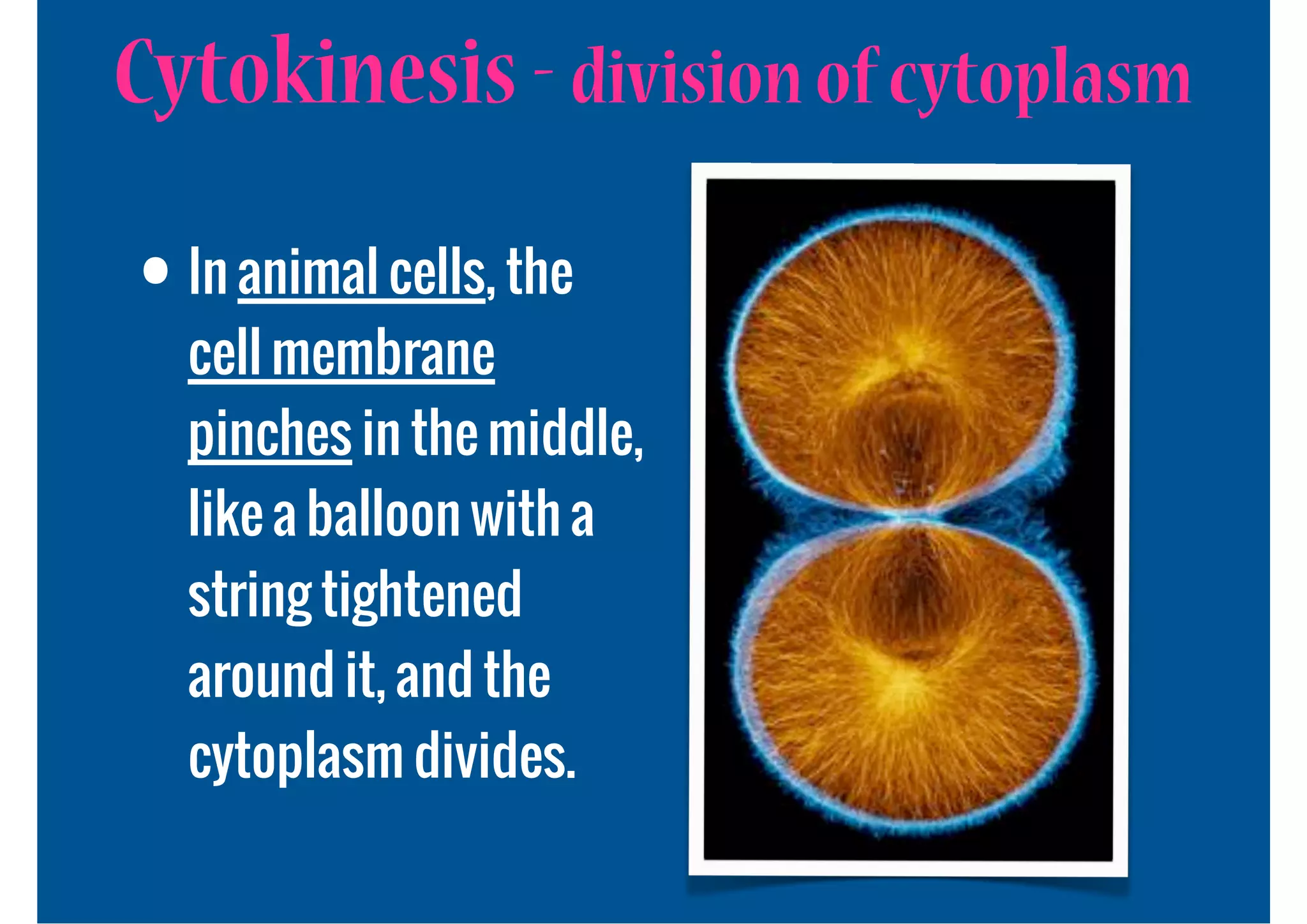 Cell Division and Mitosis (4.1) | PDF