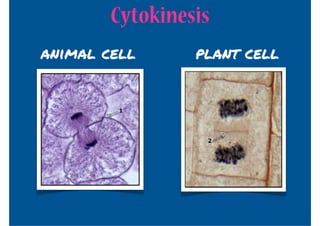 Cytokinesis In Plant Cells Microscope