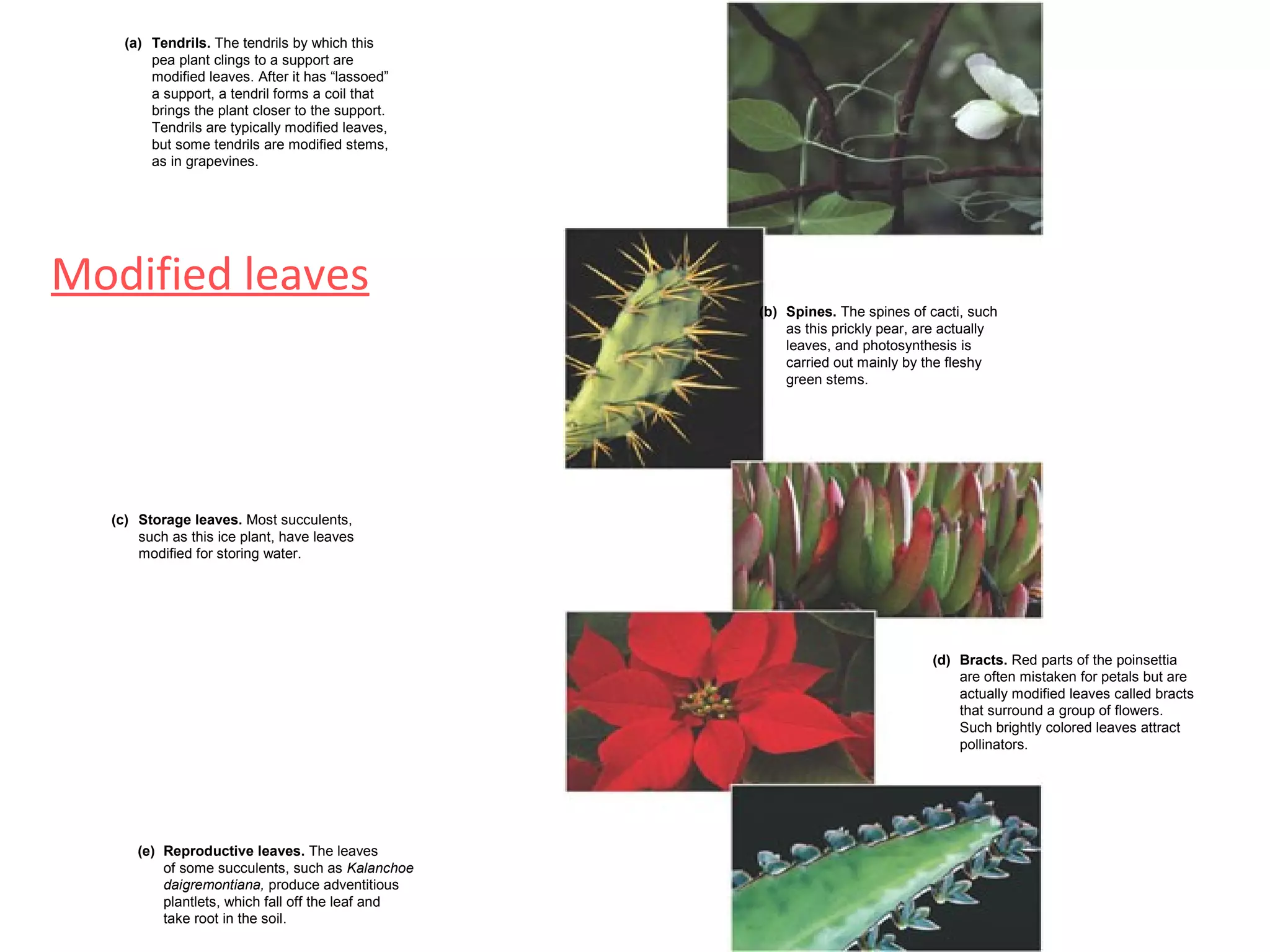 Biologi . Plant Body | PPT