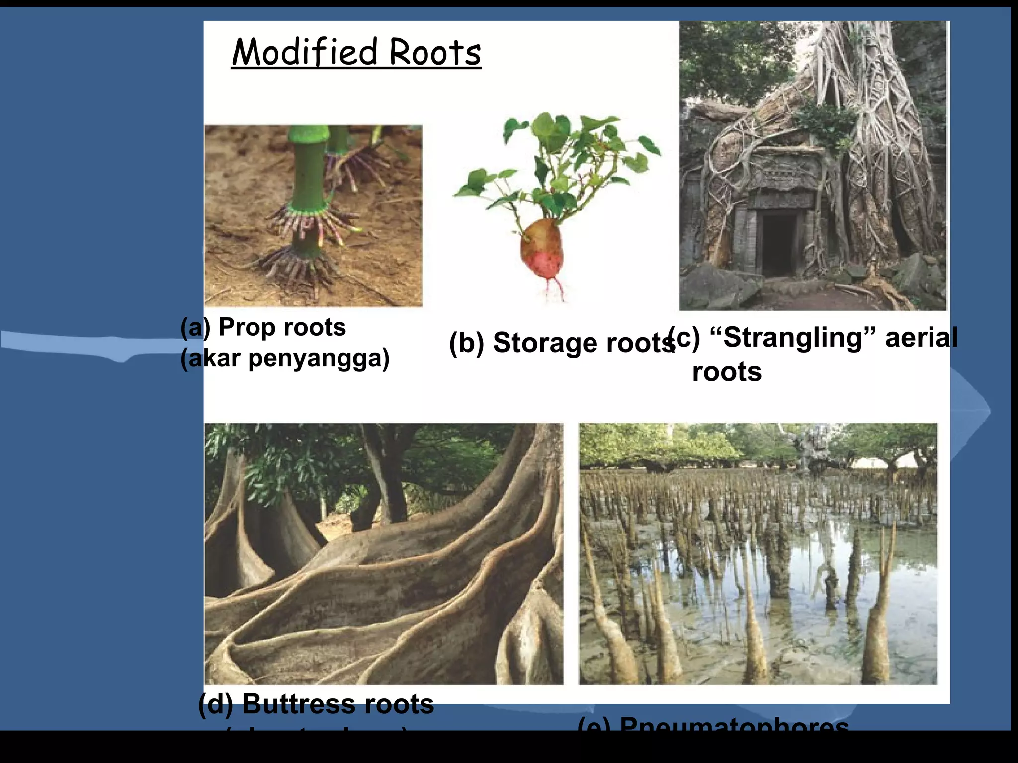 Biologi . Plant Body | PPT