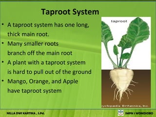 Biologi . Plant Body | PPT