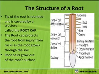 Biologi . Plant Body | PPT