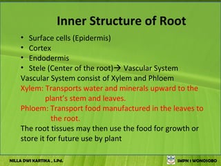 Biologi . Plant Body | PPT