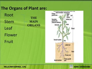 Biologi . Plant Body | PPT