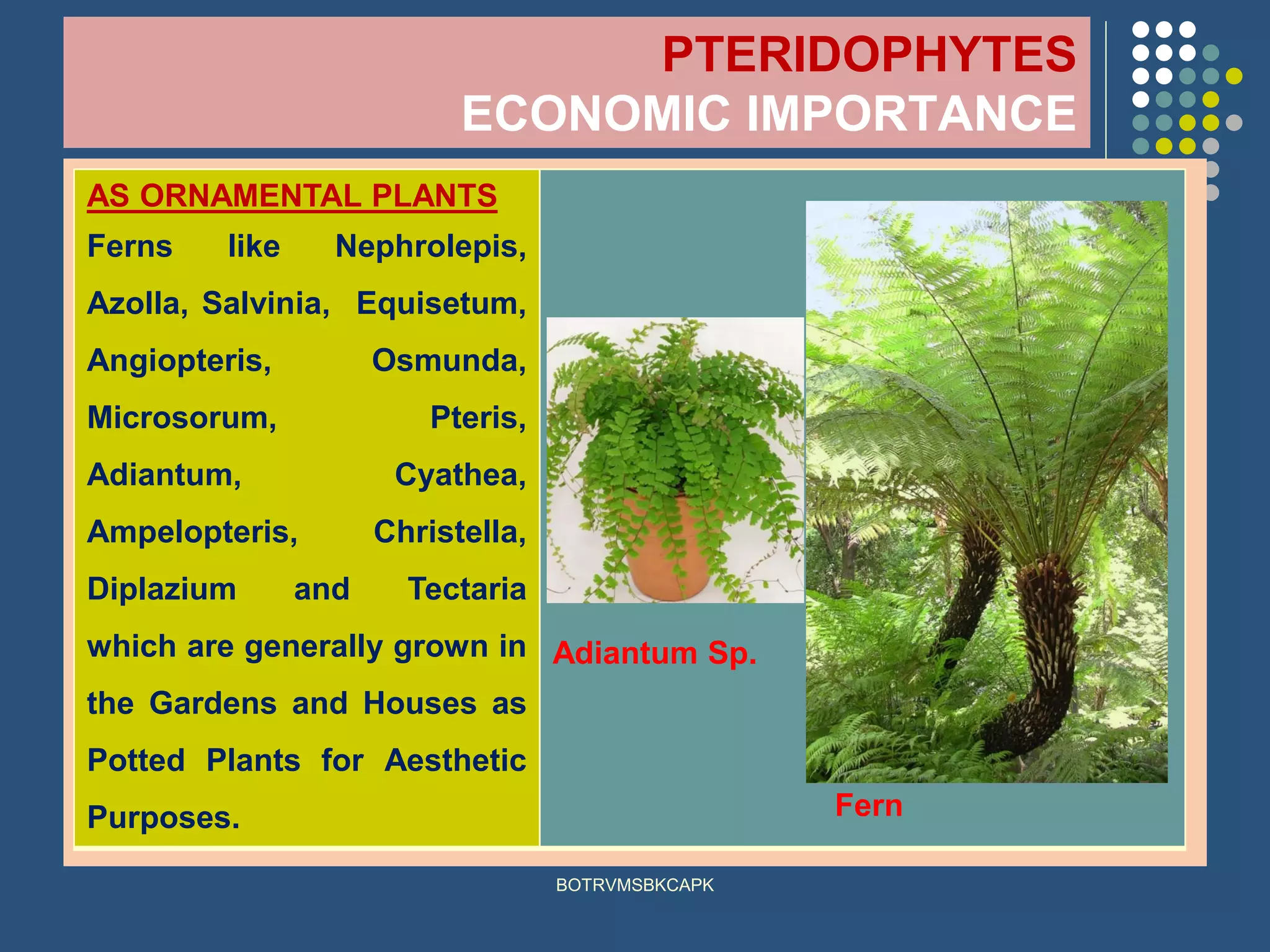 4 1 pteridophytes -general characters & economic importance | PDF