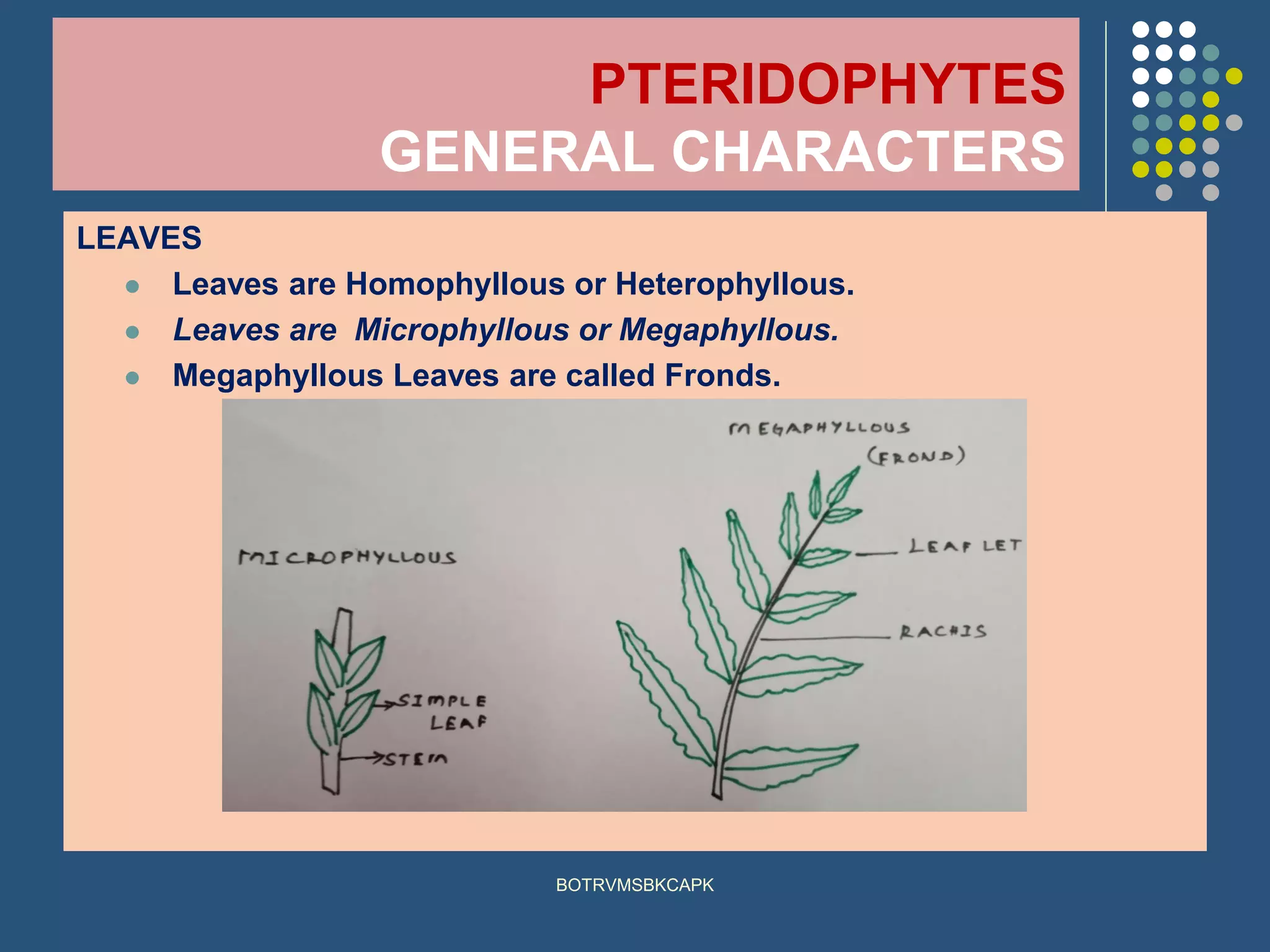 4 1 pteridophytes -general characters & economic importance | PDF