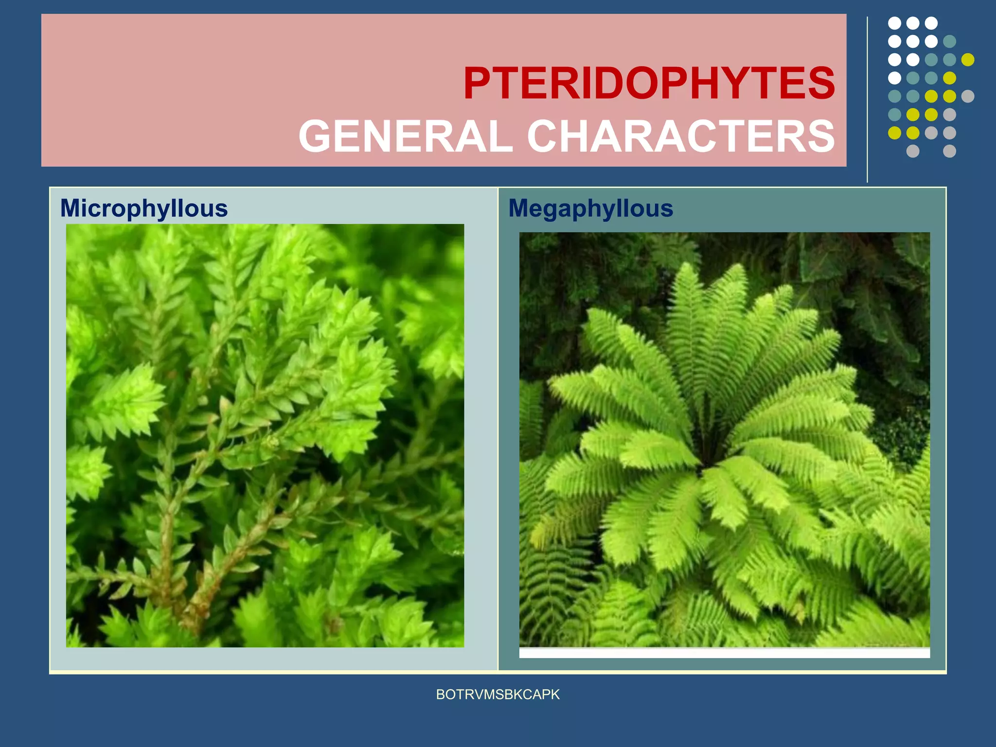 4 1 pteridophytes -general characters & economic importance | PDF