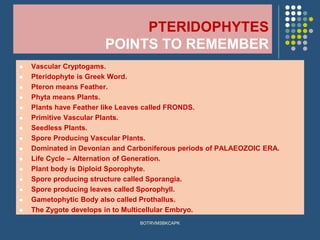 4 1 pteridophytes -general characters & economic importance | PDF