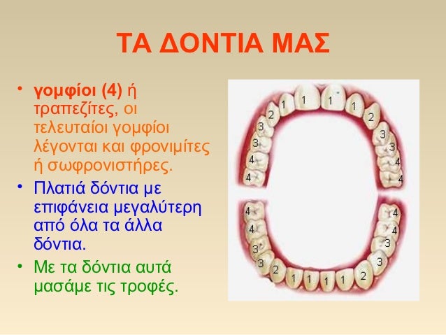 4.2 τα δοντια