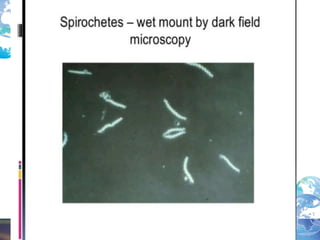Dark field microscopy | PDF