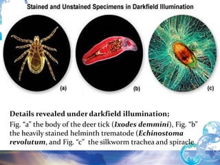 Dark field microscopy | PDF