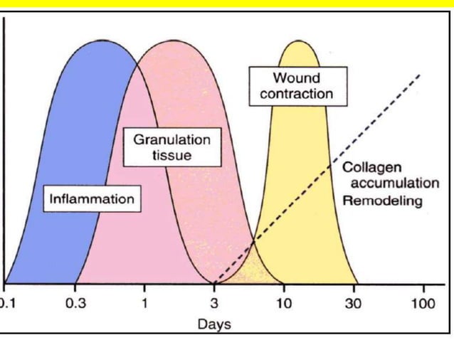 4. Regeneration & Healing | PPT