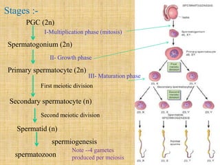 Gametogenesis by Shyam Babu Rauniyar (Lecturer,National Medical College ...