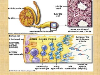 Gametogenesis by Shyam Babu Rauniyar (Lecturer,National Medical College ...