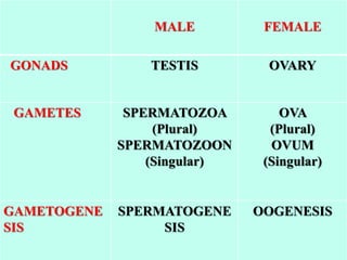 Gametogenesis by Shyam Babu Rauniyar (Lecturer,National Medical College, Birgunj,Nepal) | PPT