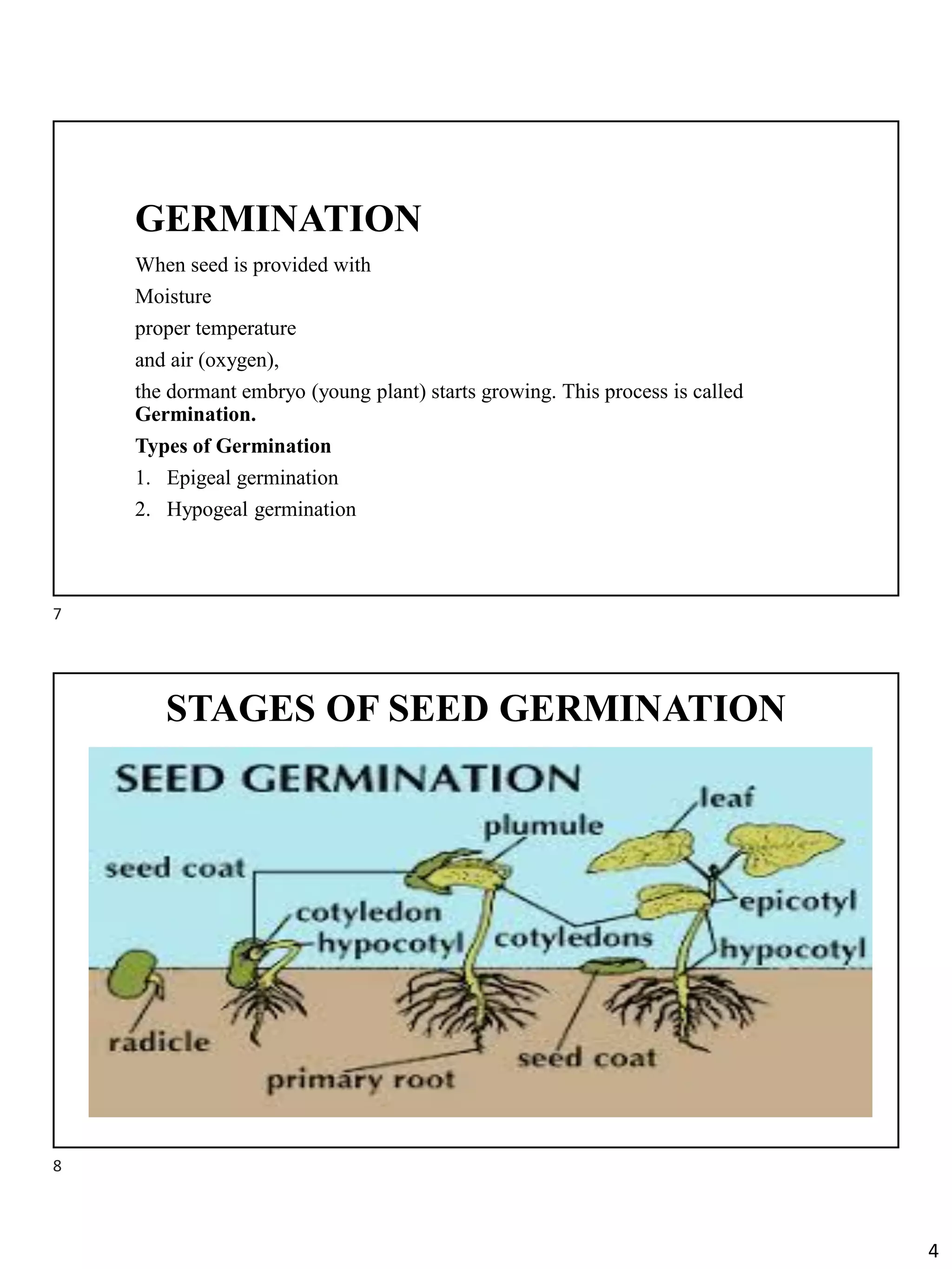 4. phases of plant growth and development | PDF