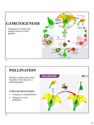 4. phases of plant growth and development | PDF