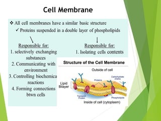 4. cell membrane and transport 7-1-19.pptx | Chemistry | Science