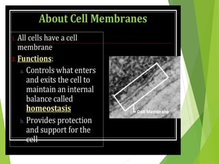 4. cell membrane and transport 7-1-19.pptx